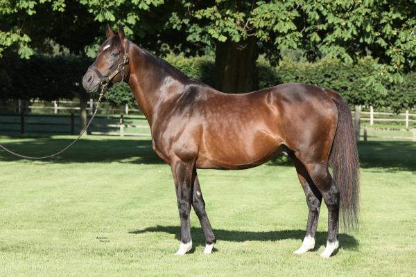 Good Morning Bloodstock: Fact To File's feats remind us why his late ...