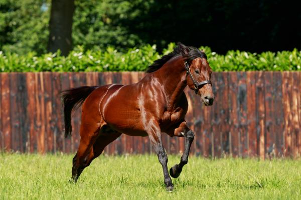 The Haras d’Etreham announces 2023 fees for the stud’s flat stallions ...