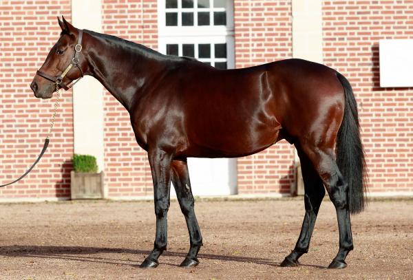Le Haras d’Etreham annonce les prix de saillie 2023 de ses étalons d ...